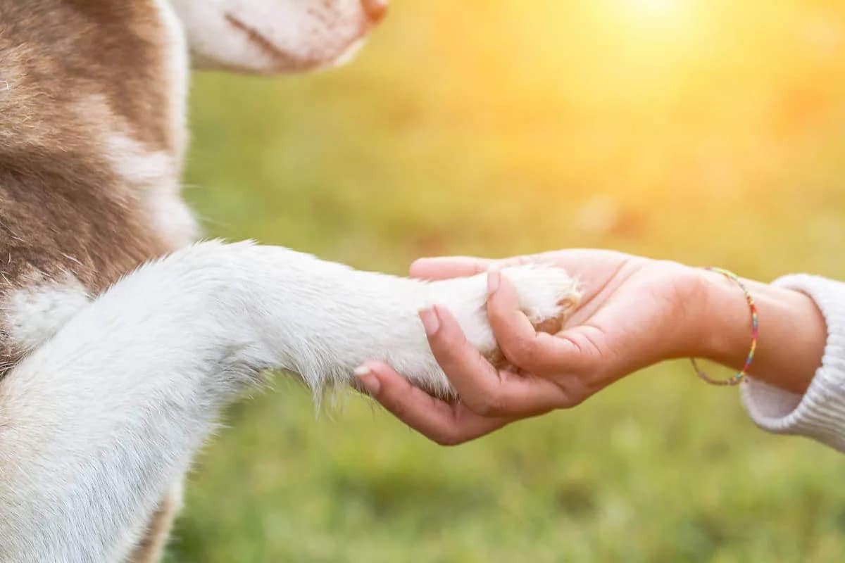 Best 5 Dog Paw Trimmers: Grooming Made Easy for Your Furry Friend ...